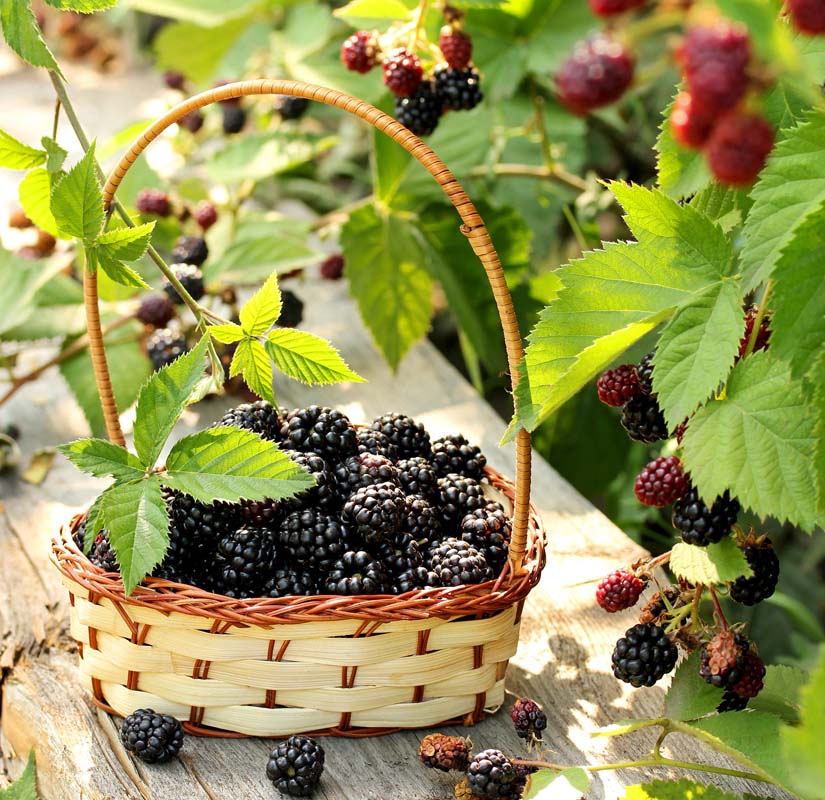 Oregon Marionberry: Summer Love