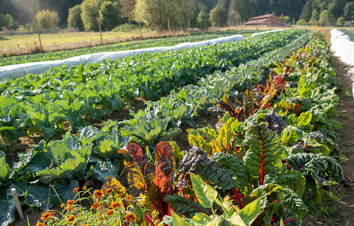 Goodfoot Farm