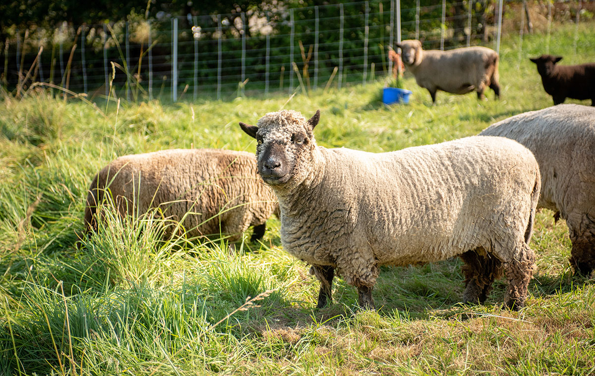 Goodfoot Farm