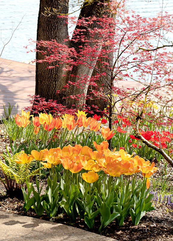 Garden Delight