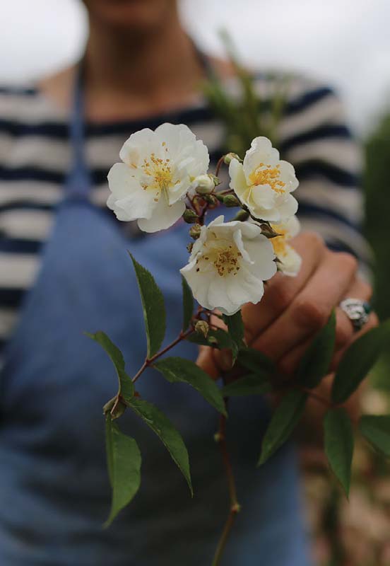 Flowers in the Fields