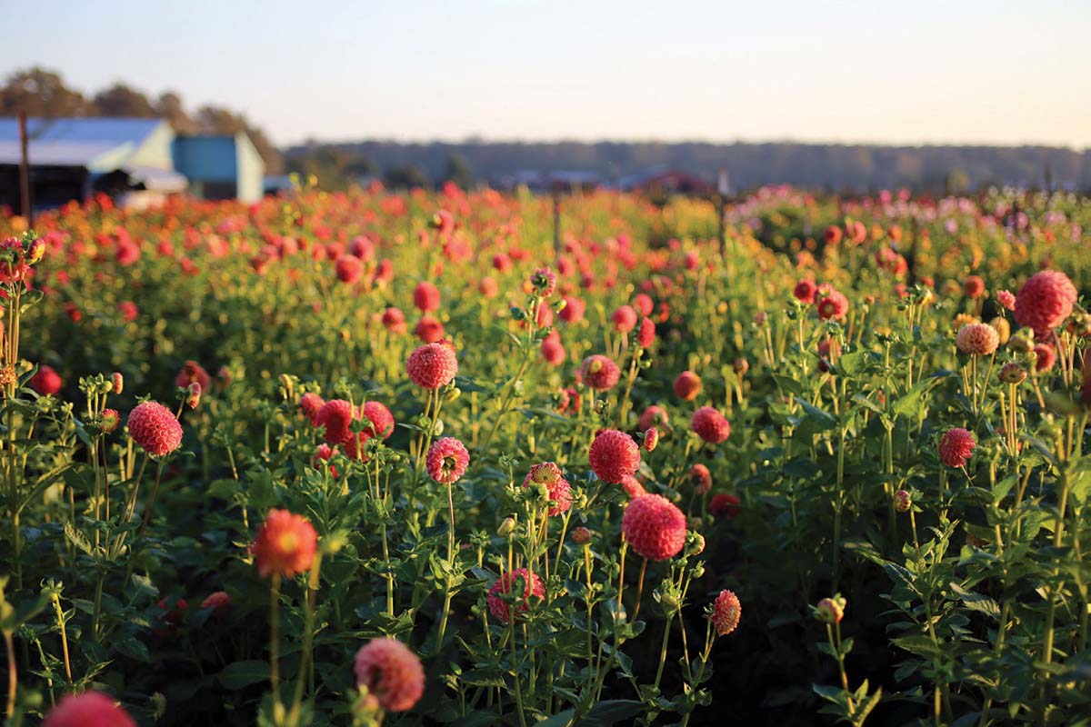 Flowers in the Fields